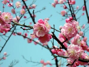 Chinese Flowers: A Complete Guide To China's Most Beautiful Blooms ...