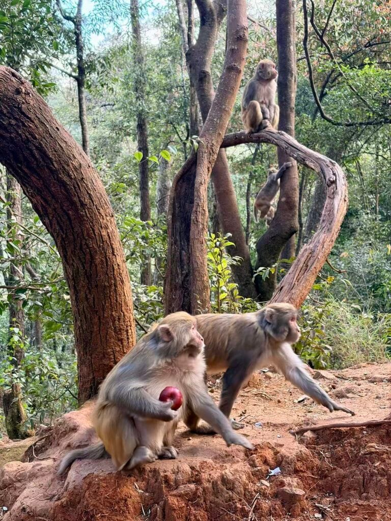 Best Places To See Wild Monkeys In China (2026 Travel Guide)