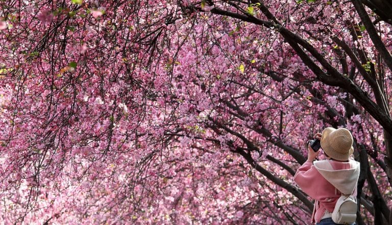 Travel China In April: Weather, Top Places To Visit & Tips