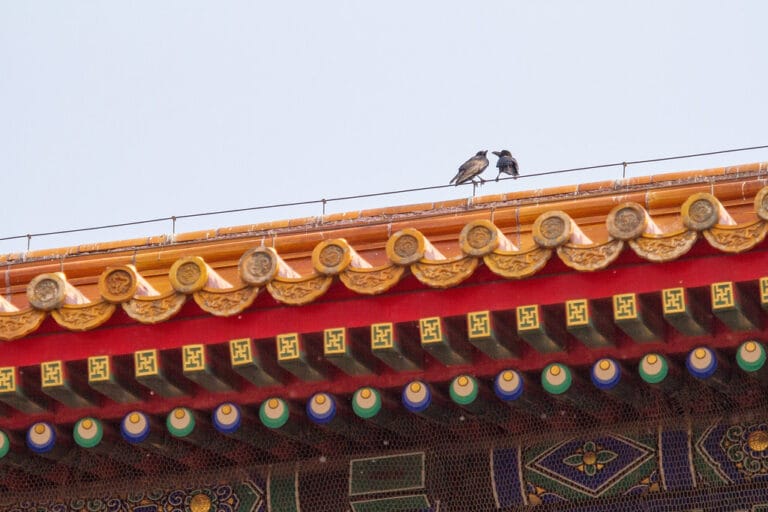 Birdwatching In China: A Comprehensive Travelers' Guide 2026