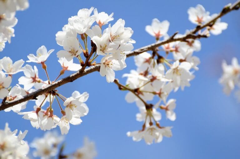 Chinese Flowers: A Complete Guide To China's Most Beautiful Blooms ...