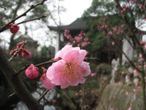Chinese Flowers: A Complete Guide To China's Most Beautiful Blooms ...