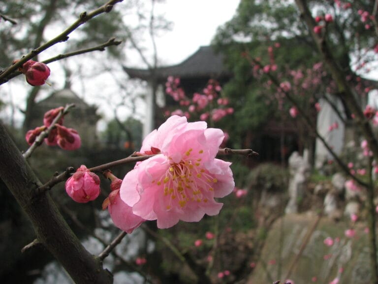 Chinese Flowers: A Complete 2026 Travel Guide